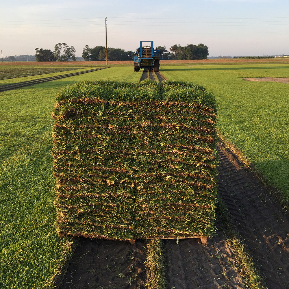 Stacking Up Profits - FireFly